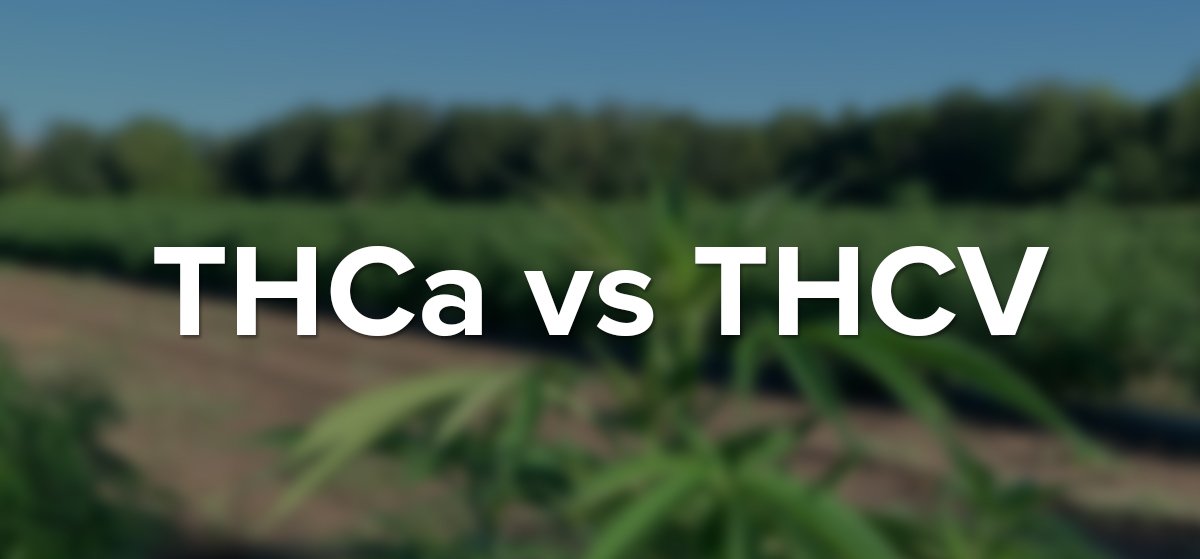 THCa Vs THCv Cannabinoids Compared Empire 420 THCa Vs THCv Cannabinoids Compared Empire 420